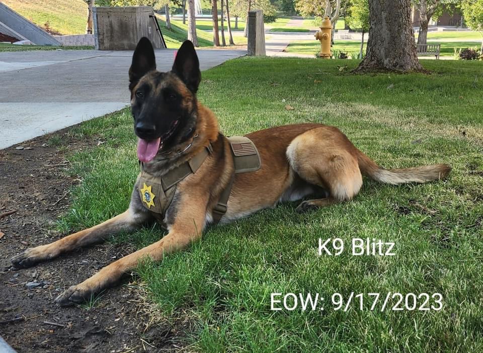 KCSO K9 Dies During Medical Procedure | Klamath Alerts